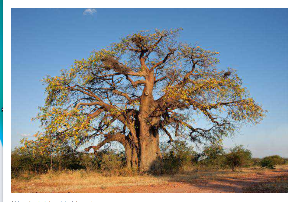 About the Baobab Tree